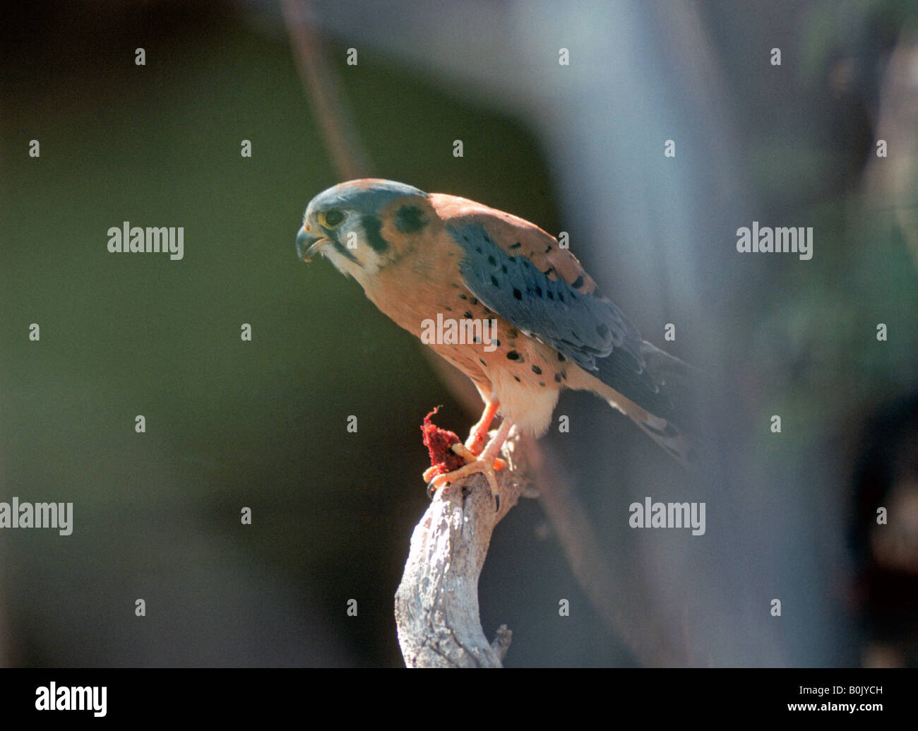 Small falcon hi-res stock photography and images - Alamy