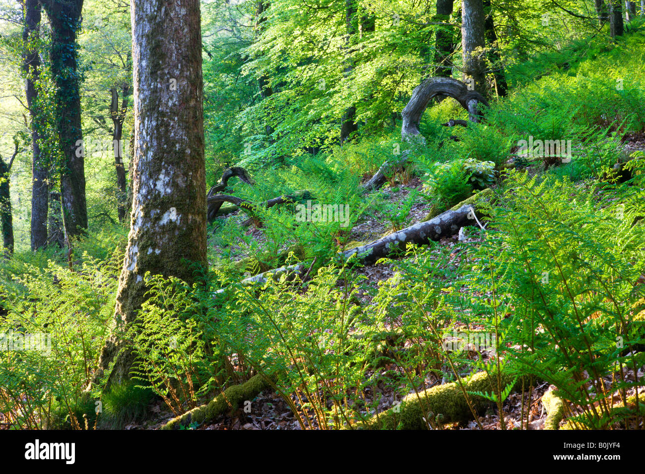 Spring in Knaplock Wood near Tarr Steps in Exmoor National Park ...