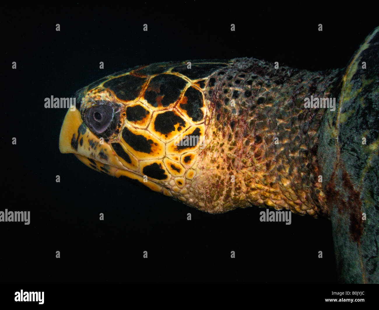 Turtle shell patterns hi-res stock photography and images - Alamy