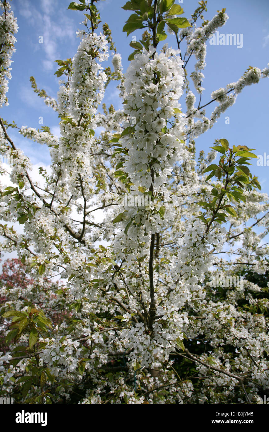 White Cherry tree in Blossom Stock Photo - Alamy