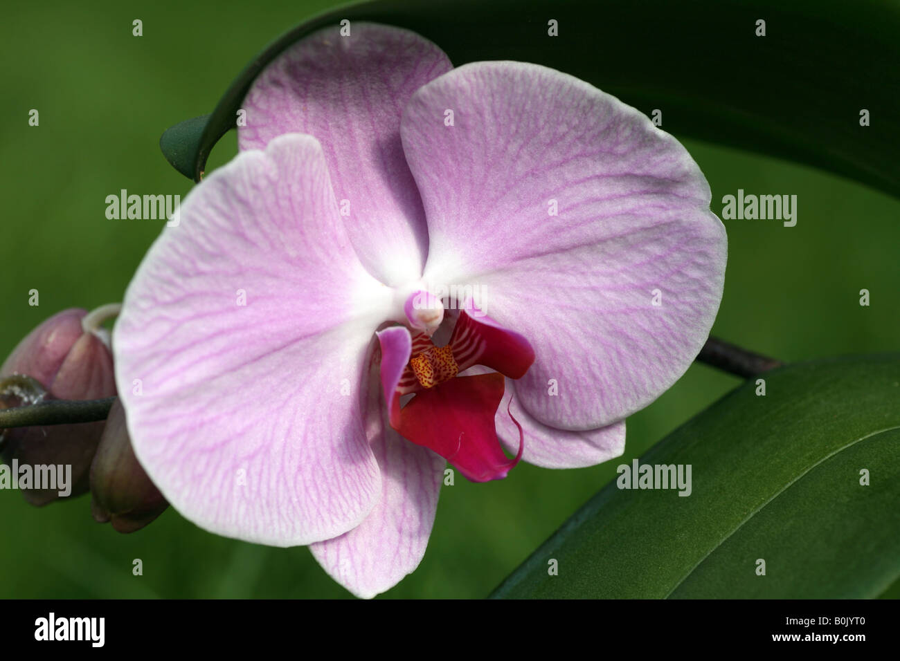 Phalaenopsis amabilis hi-res stock photography and images - Alamy
