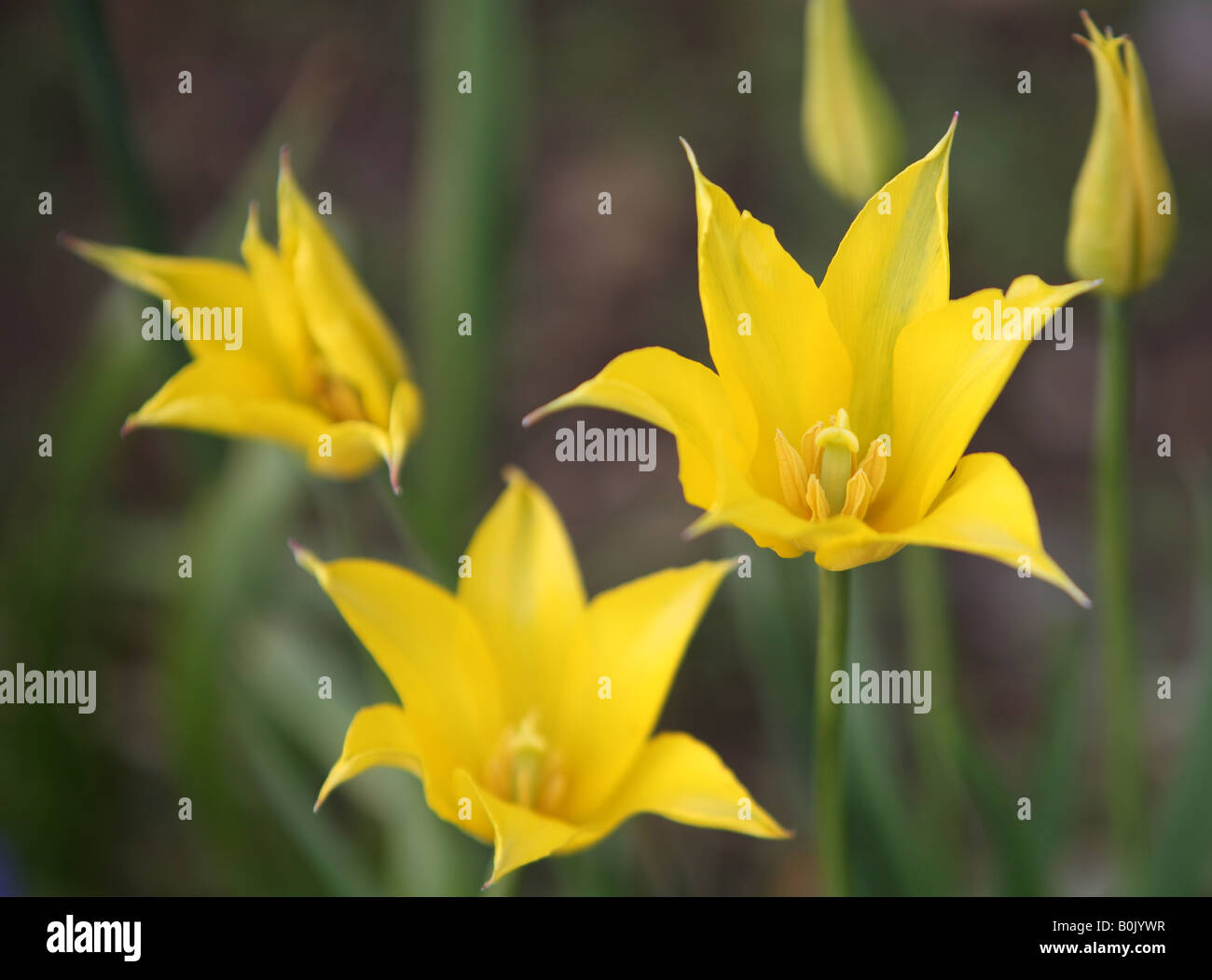 Yellow Tulip Flowes Stock Photo - Alamy