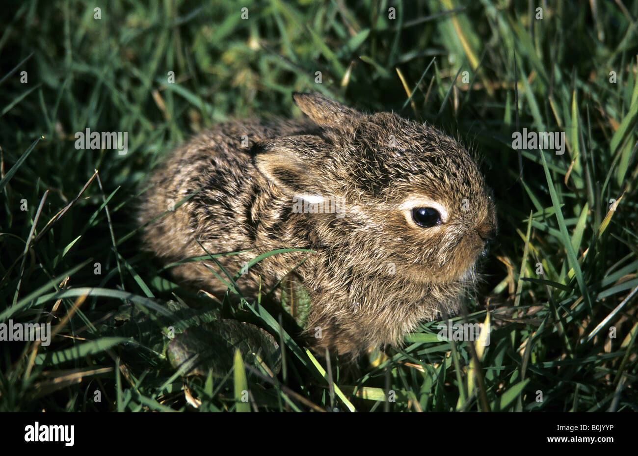 Mountain Hare Leveret Stock Photo - Alamy