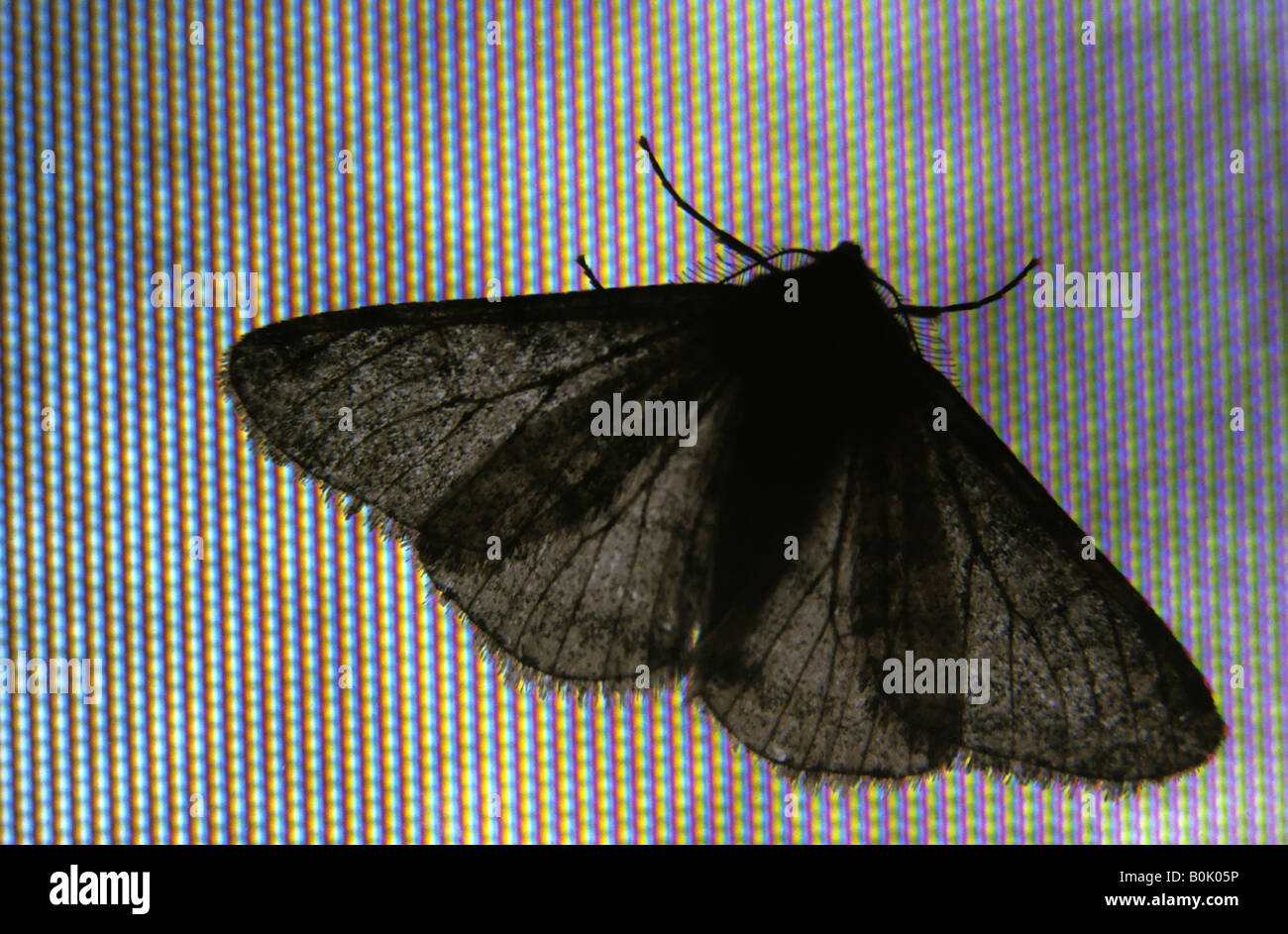 Moth on a TV screen Stock Photo - Alamy