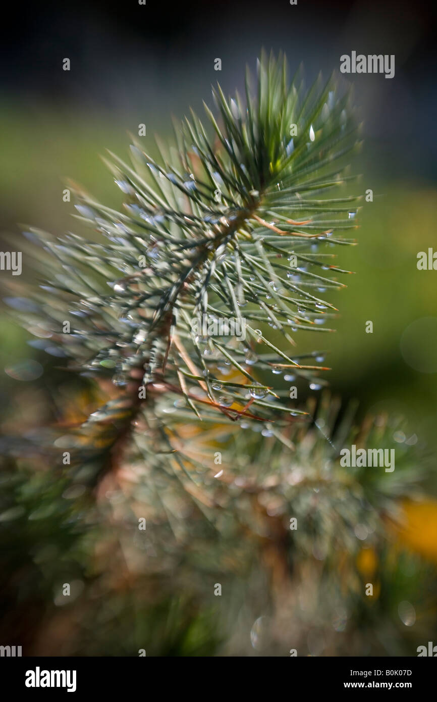 Evergreen sprout with droplets Stock Photo - Alamy