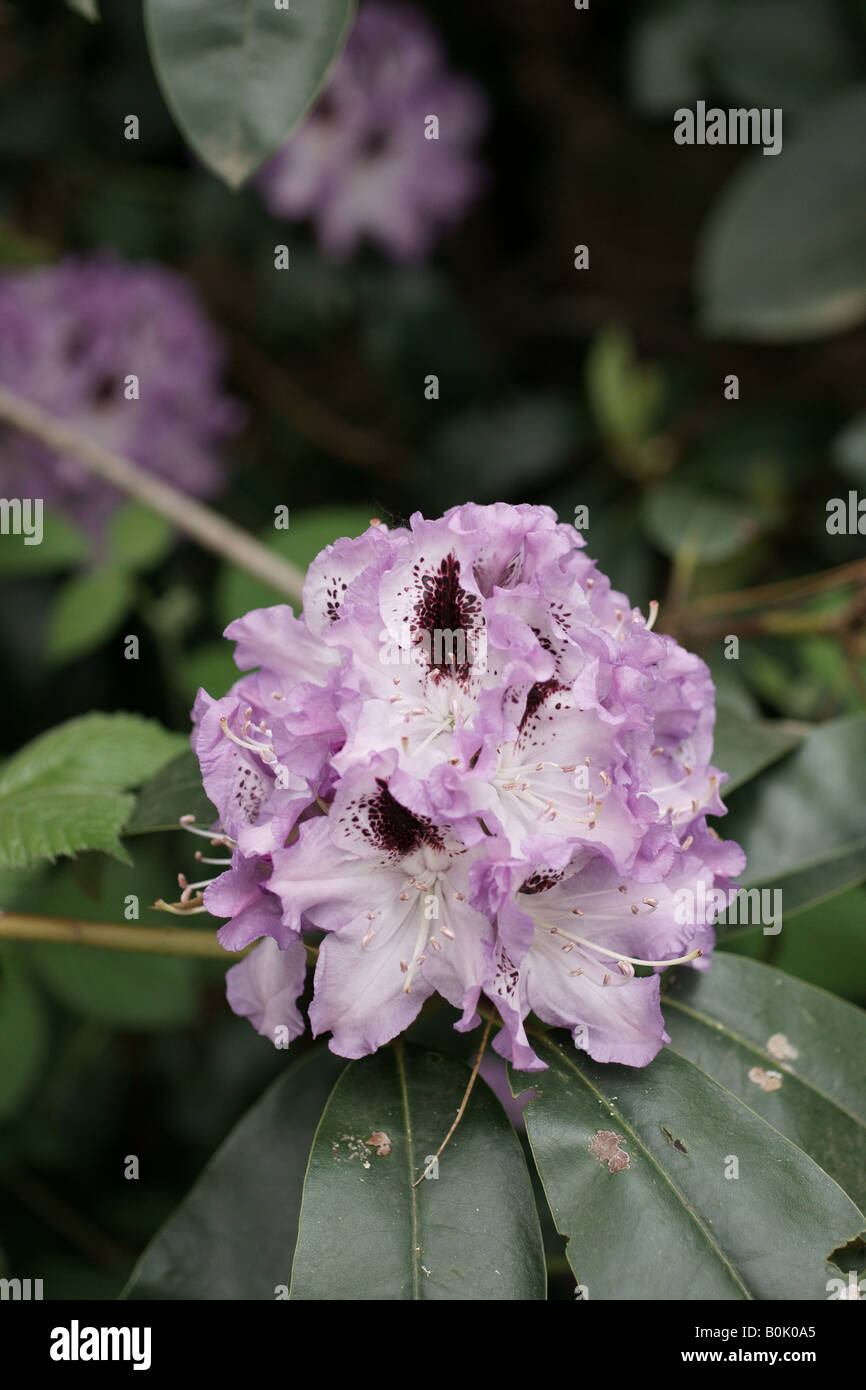 A purple Azalea in full bloom Stock Photo - Alamy