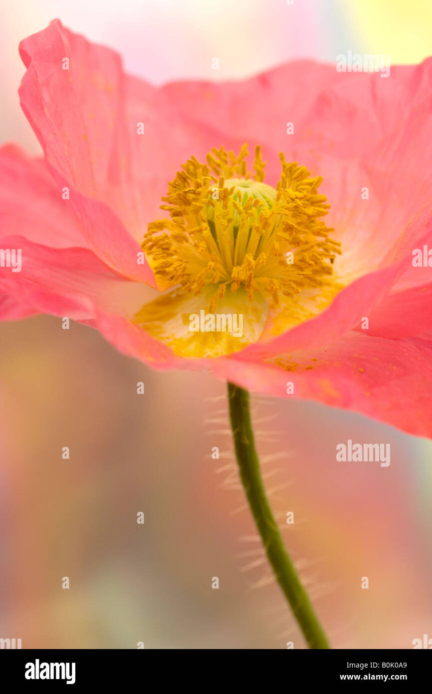 Pink Iceland poppy with soft background Stock Photo - Alamy