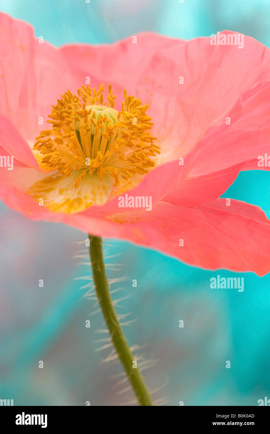Pink Iceland poppy with soft blue background Stock Photo - Alamy