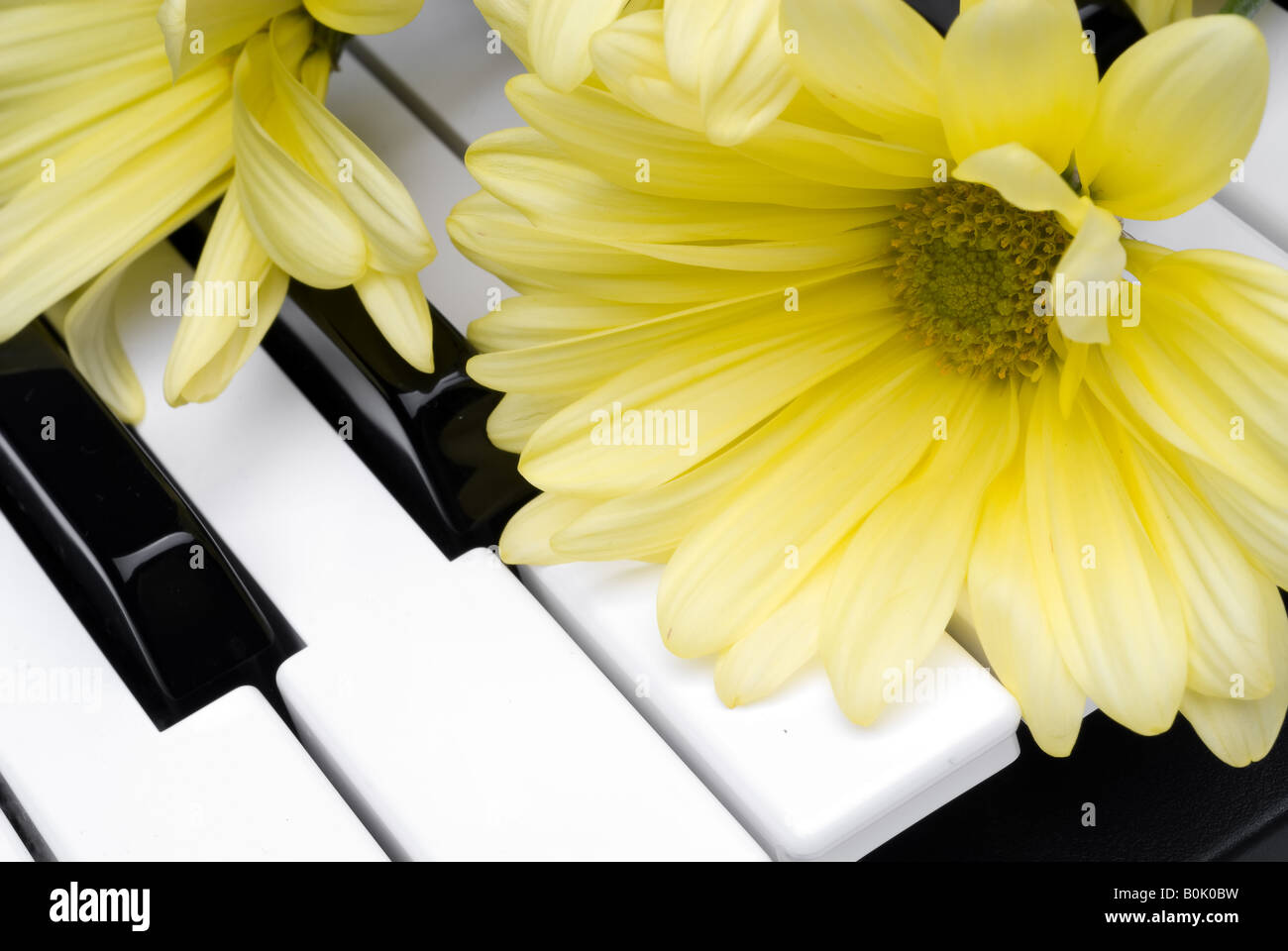 Musical flower arrangement hi-res stock photography and images - Alamy