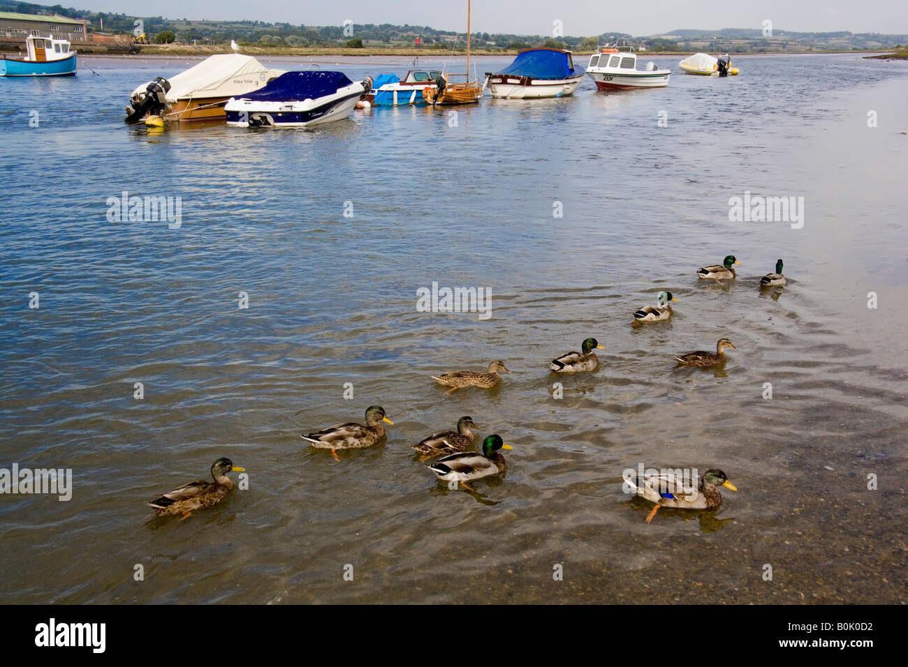 The river axe at seaton devon Stock Photo - Alamy