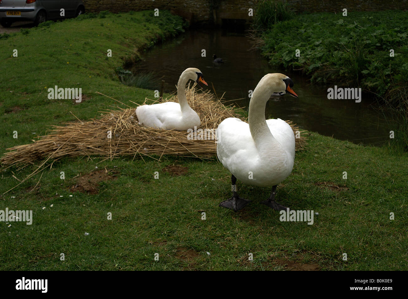 Mute Swans Nesting Beside a Stream Stock Photo - Alamy