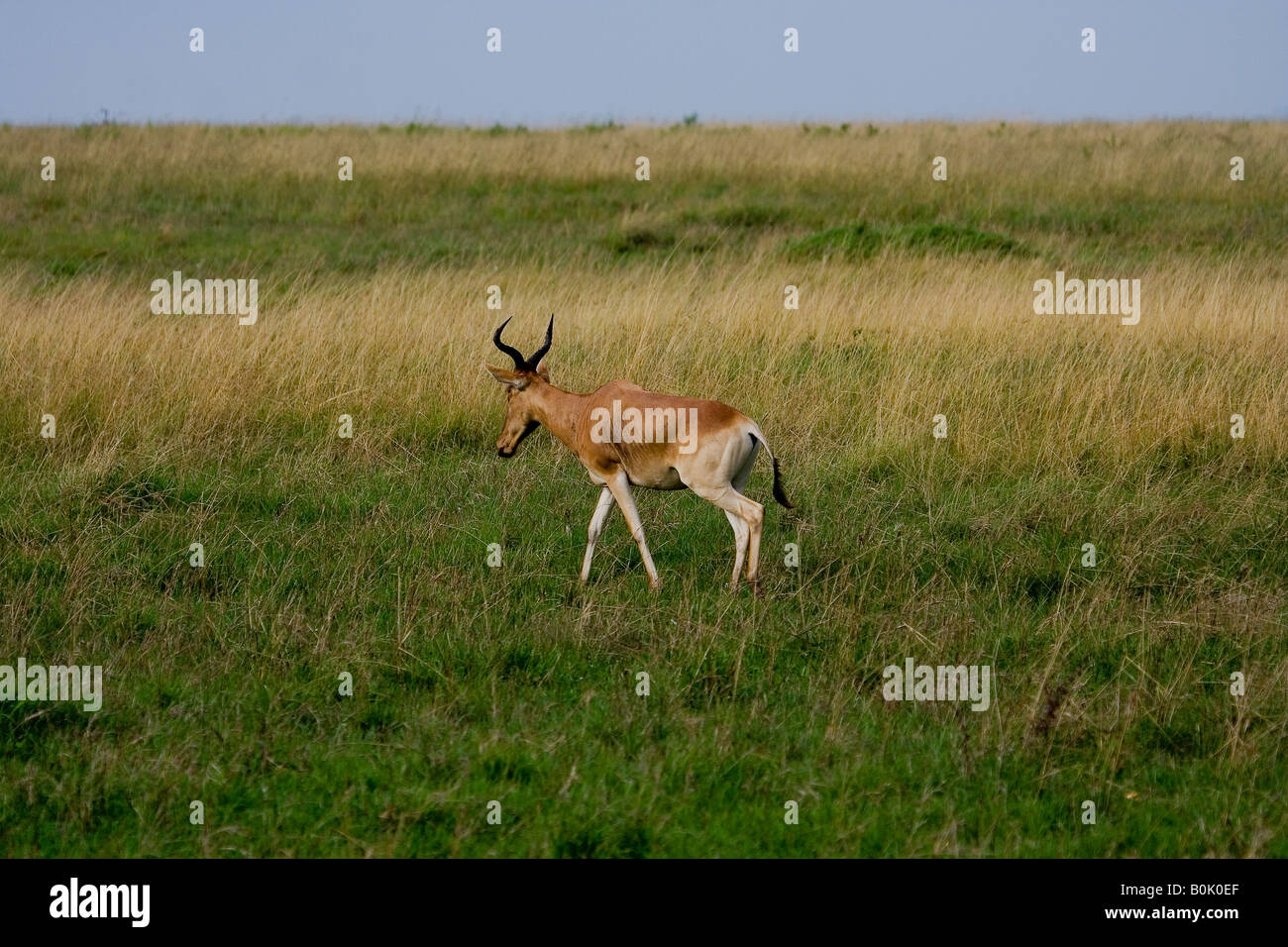 Tsessebe hi-res stock photography and images - Alamy