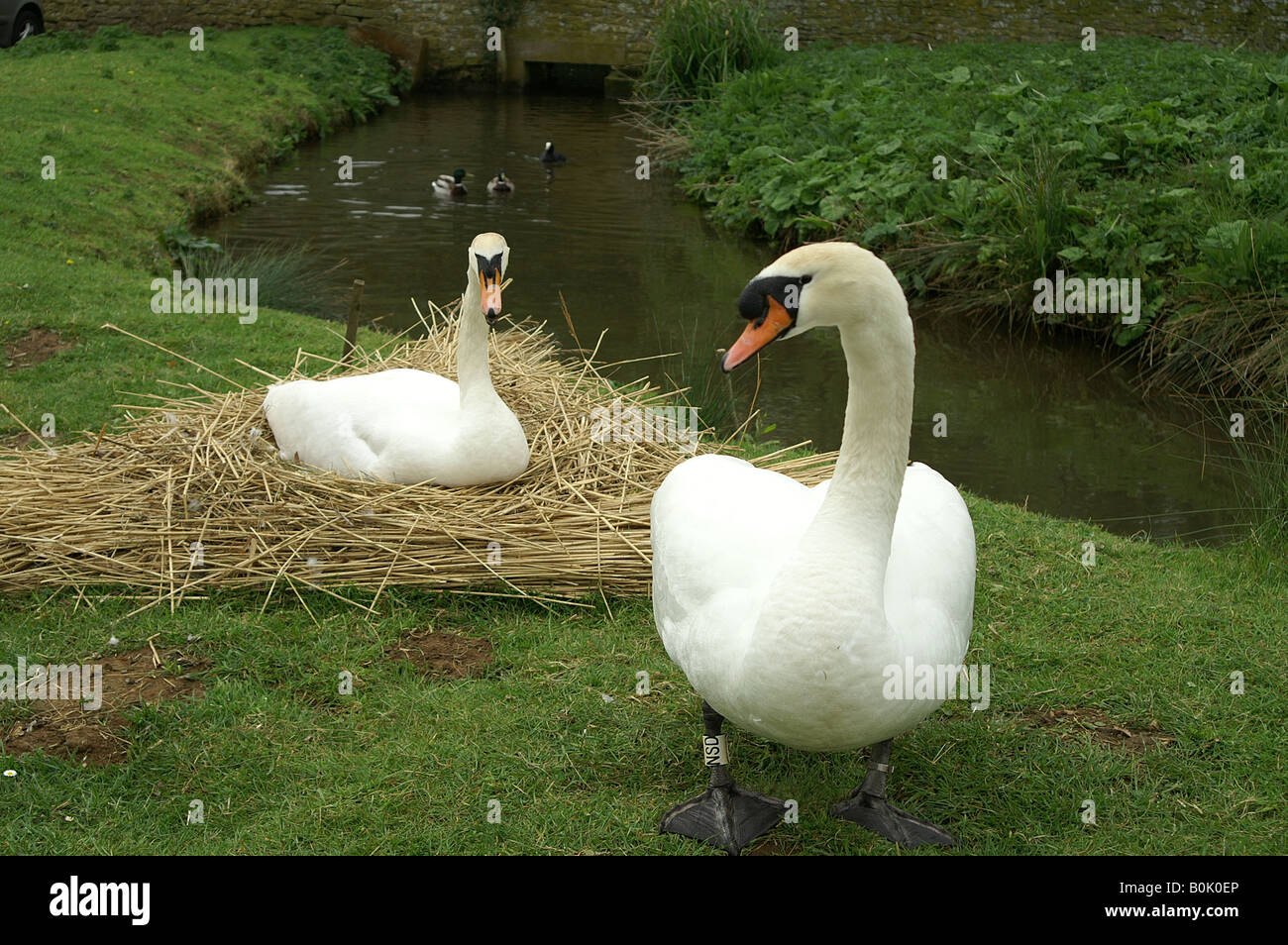 Pair of nesting mute swans at the Abbotsbury Swannery Stock Photo - Alamy