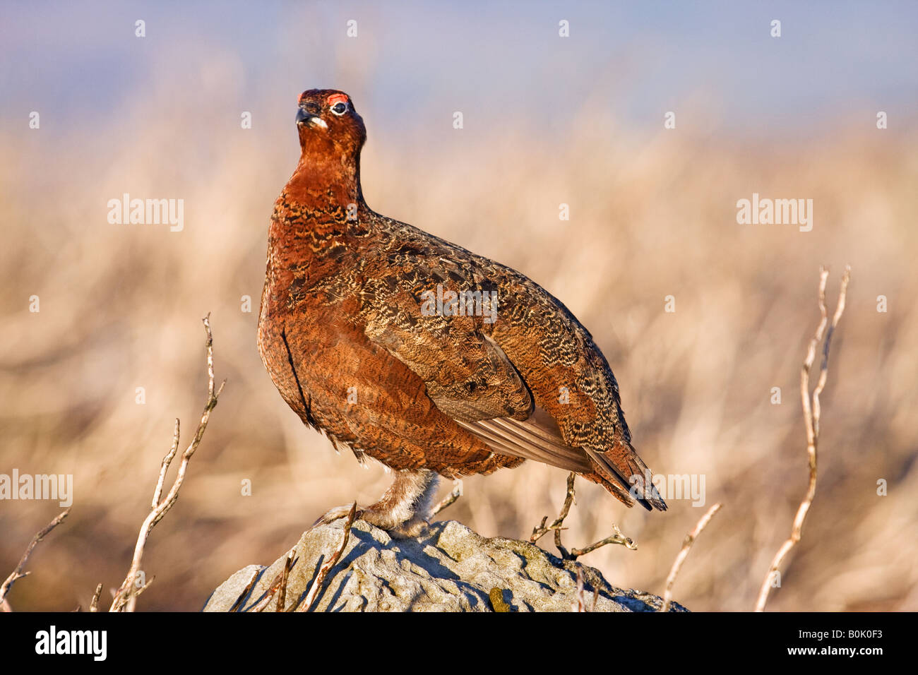Famous grouse whisky hi-res stock photography and images - Alamy