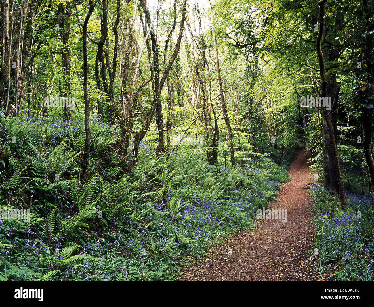 Woodland trail in spring Stock Photo - Alamy