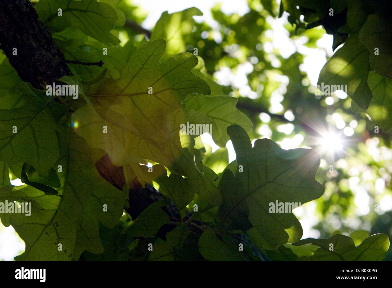 Sunlight through oak tree leaves hi-res stock photography and images ...