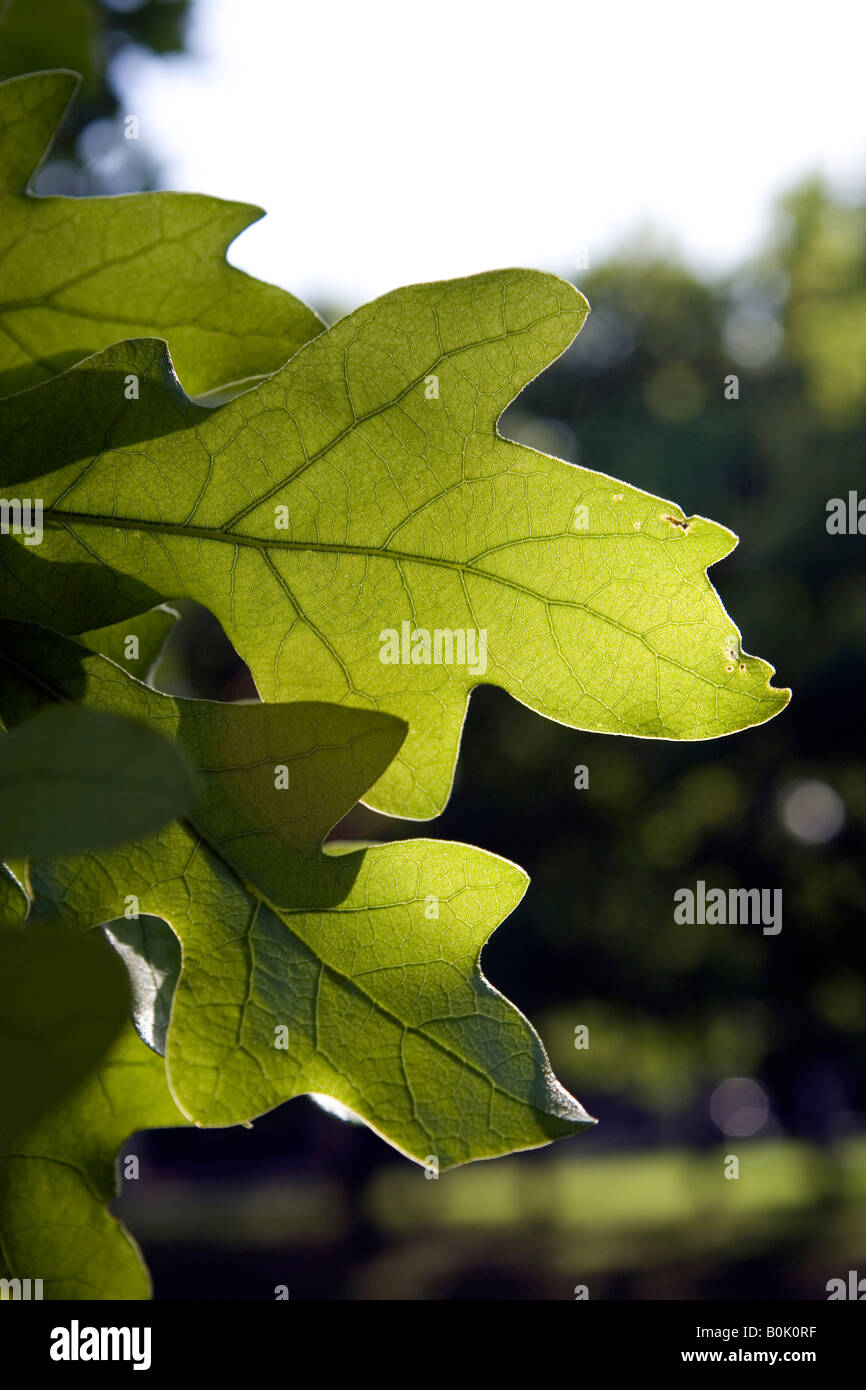Sunlight through oak tree hi-res stock photography and images - Alamy