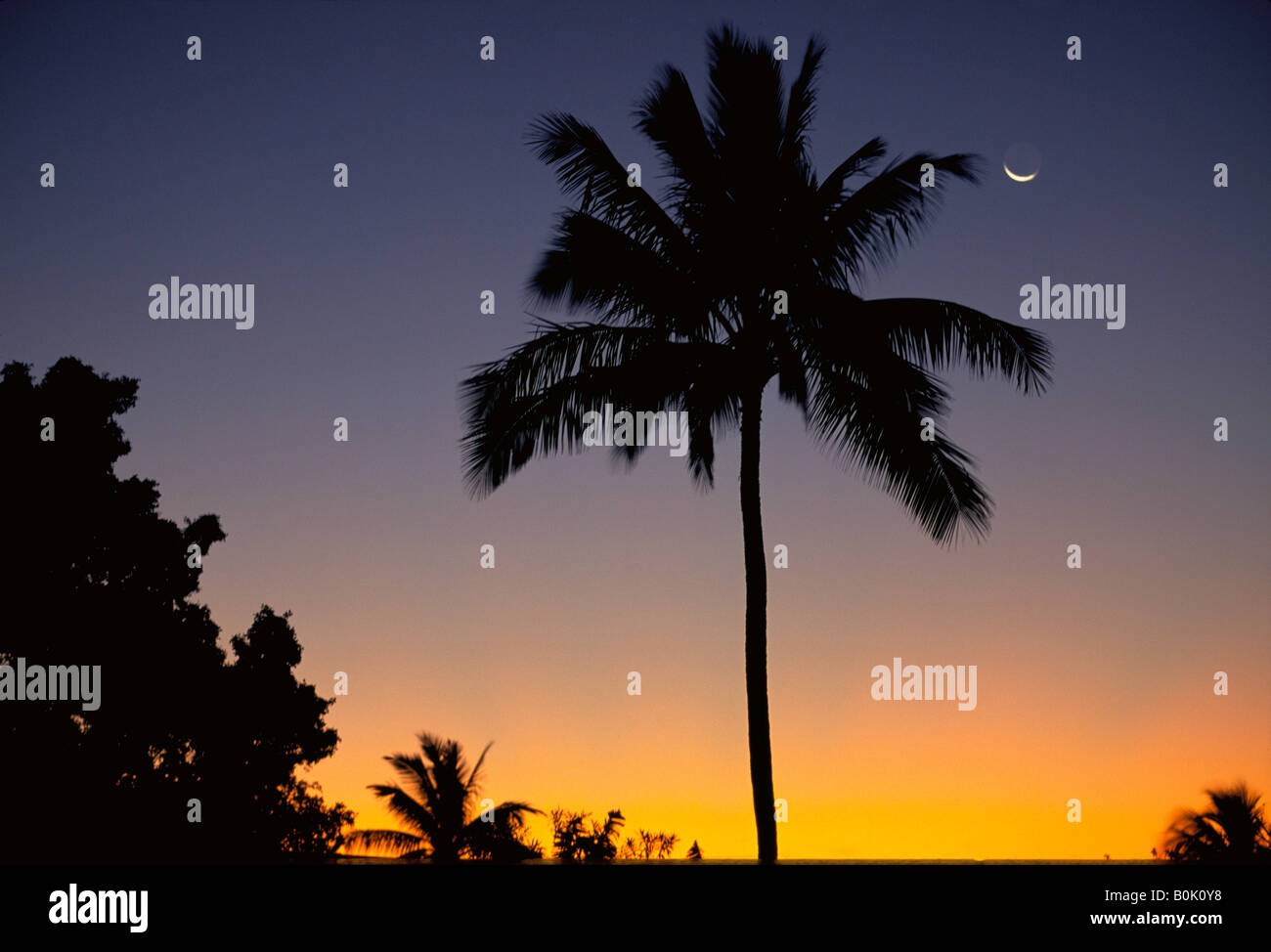 Sunset Coconut Palm Trees Stock Photo - Alamy