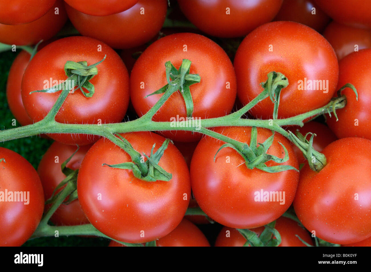 Benefits of tomatoes hi-res stock photography and images - Alamy