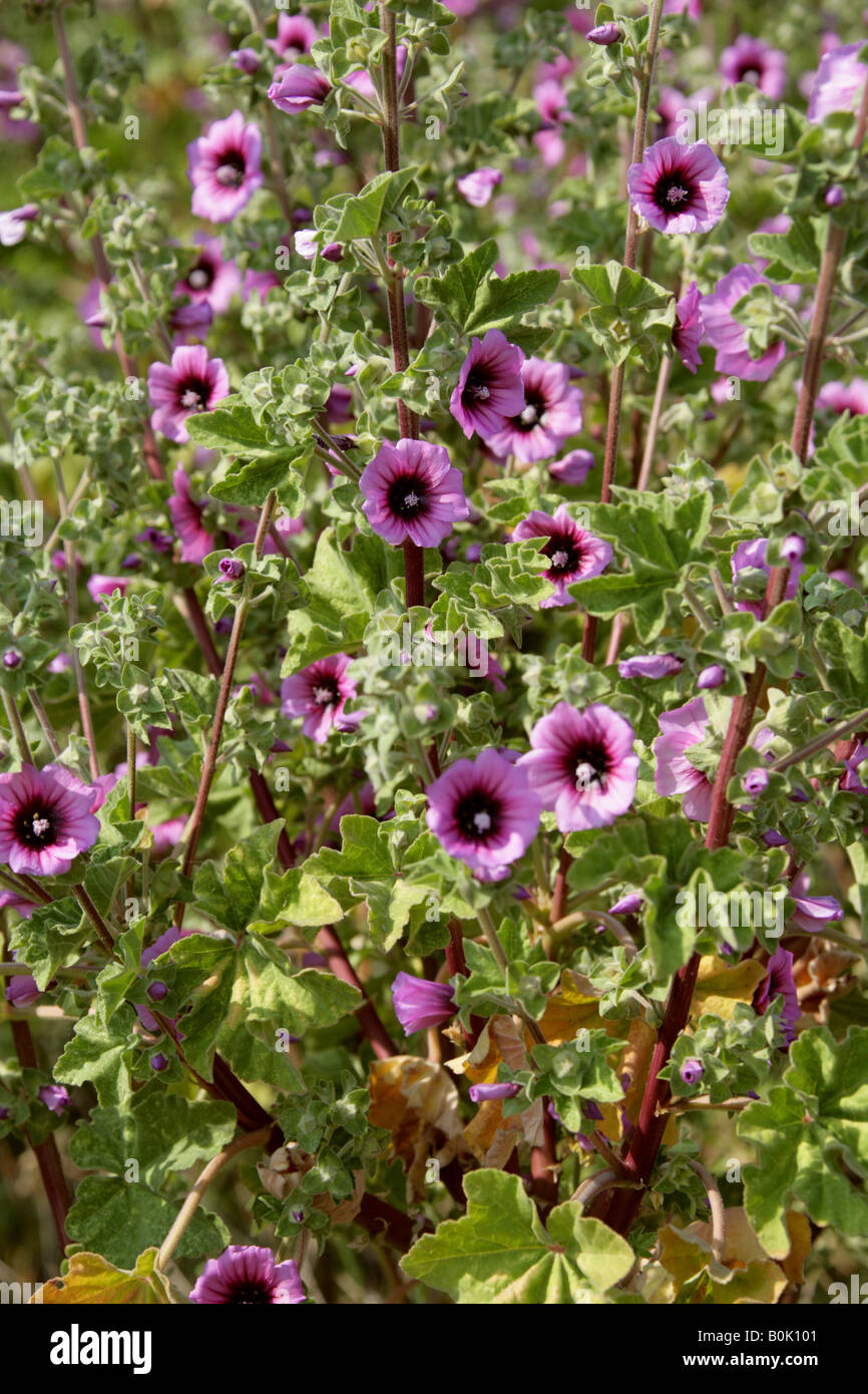 Tree Mallow Lavatera arborea Malvaceae Stock Photo - Alamy