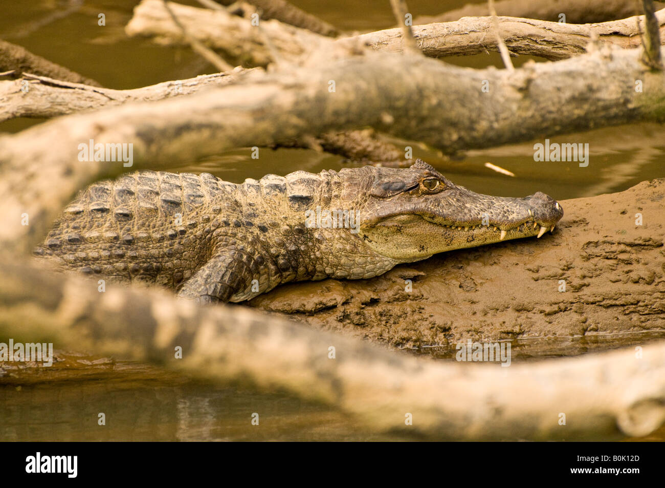 COSTA RICA Alligator sunning on the mud banks of the Sarapiqui River ...