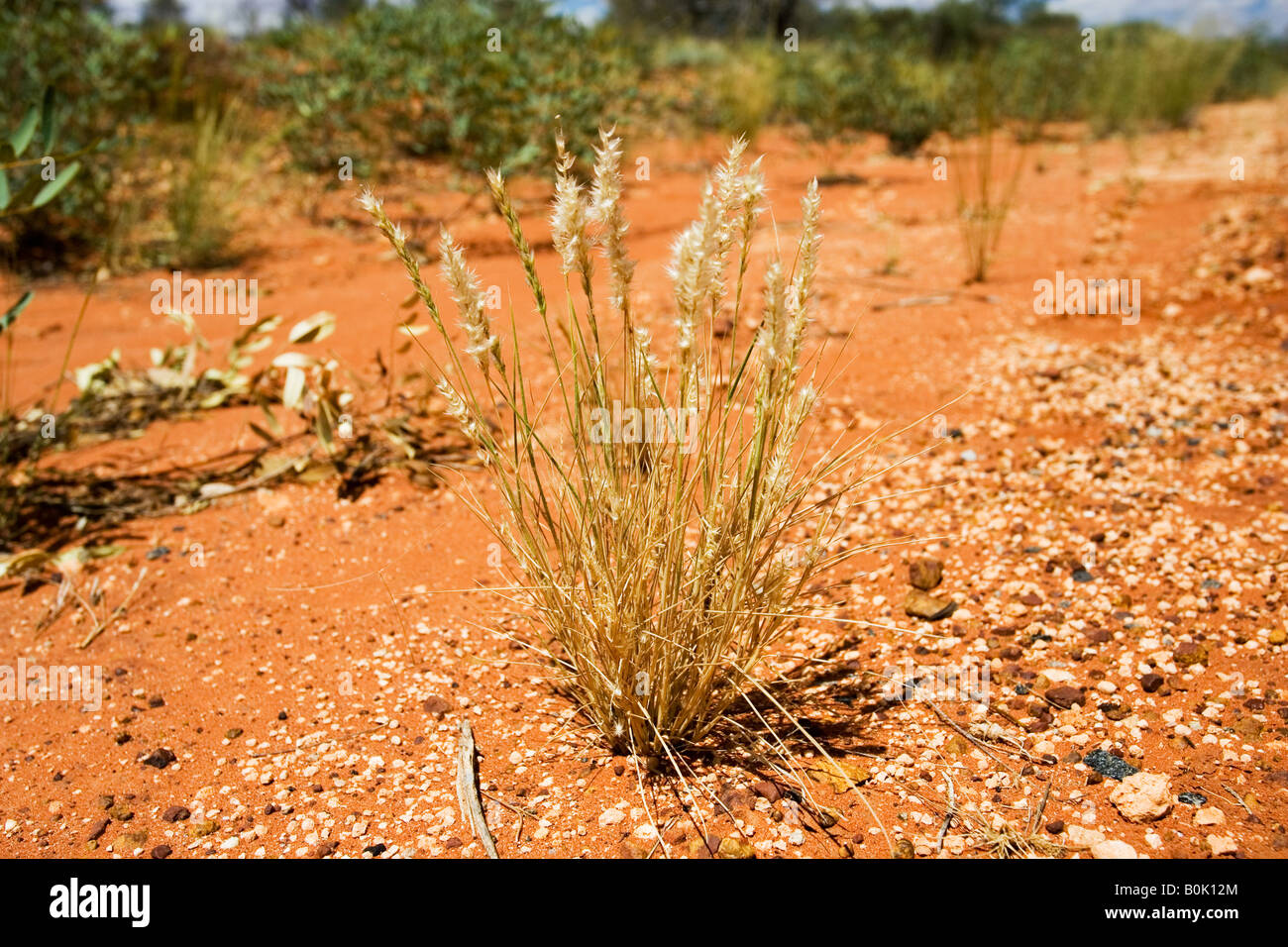 Triodia spinifex grass hi-res stock photography and images - Alamy