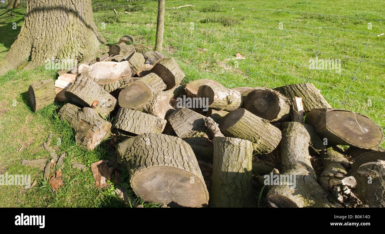 cut logs in forest firewood timber forestry Stock Photo - Alamy