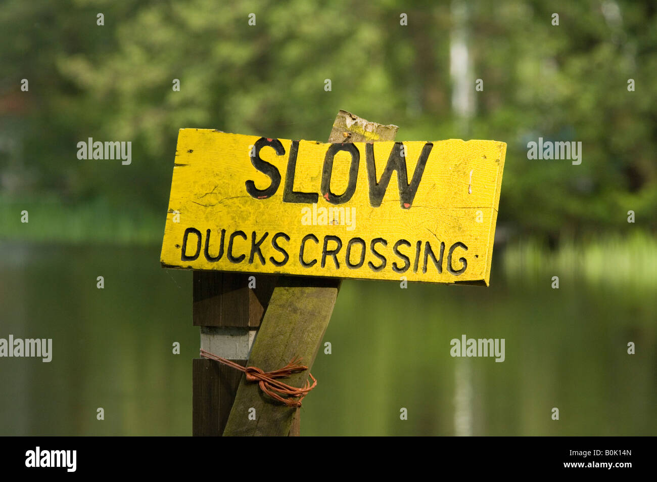 Ducks Crossing Sign Frensham Great Pond Surrey UK Stock Photo - Alamy