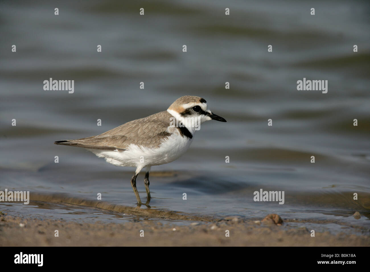 Kentish plover Charadrius alexandrinus spring Spain female Stock Photo ...