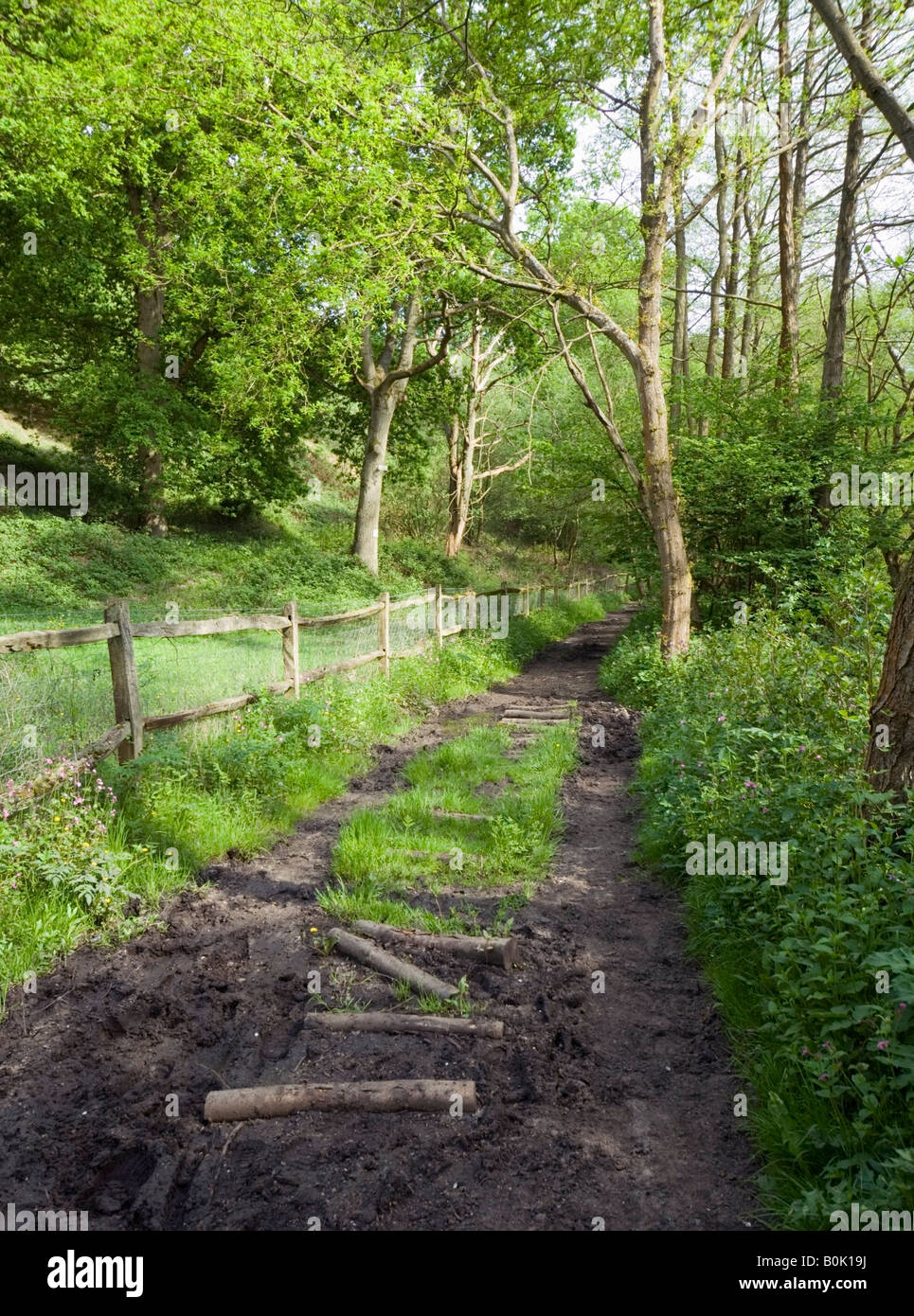 Path Erosion caused by Horses Frensham Surrey UK Stock Photo - Alamy