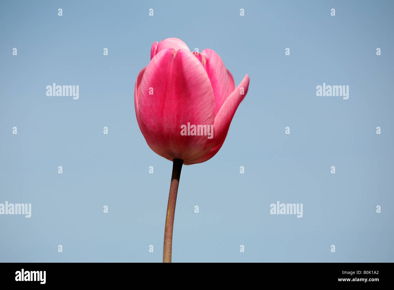 Single Pink Tulip Stock Photo - Alamy
