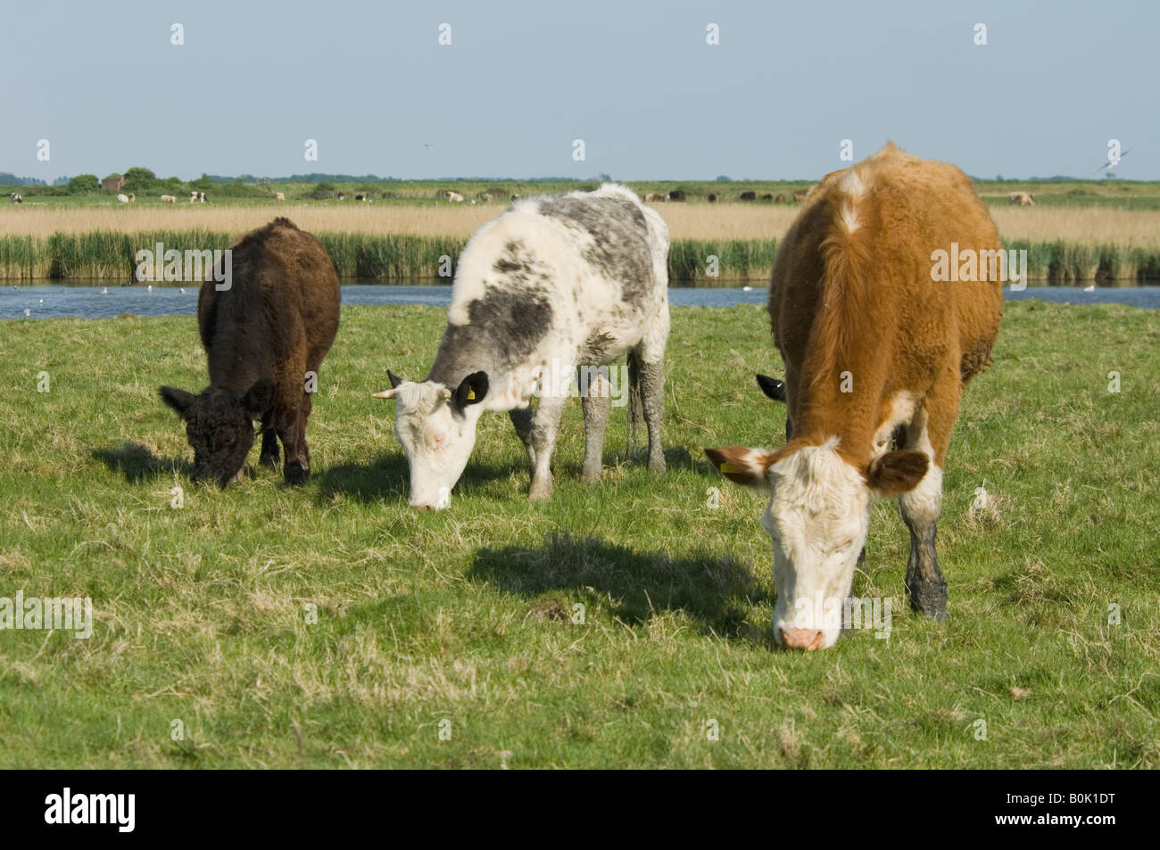 Marsh animal hi-res stock photography and images - Alamy