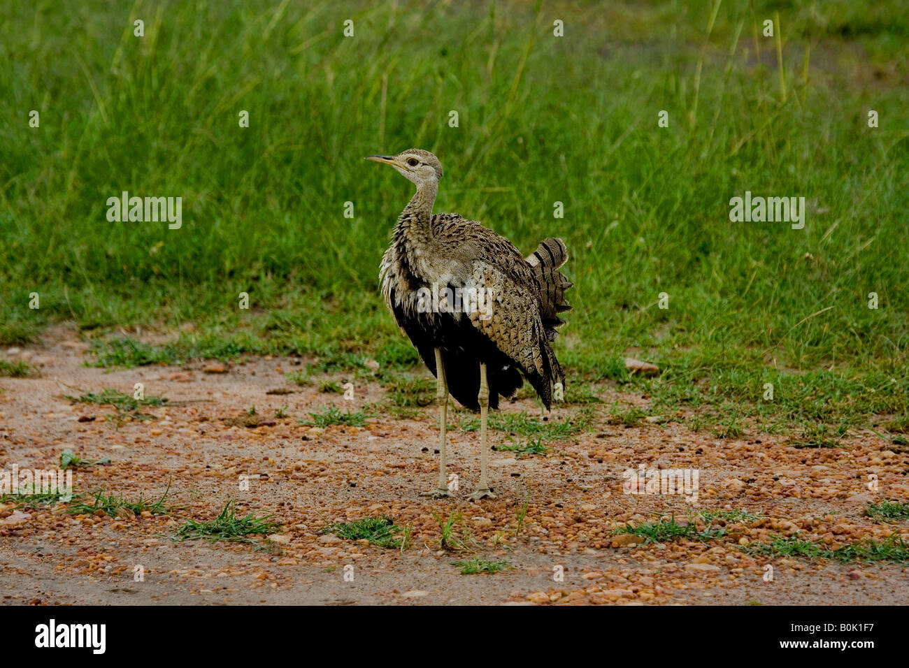 BLACK BELLIED BUSTARD Eupodotis, melanogaster Stock Photo - Alamy