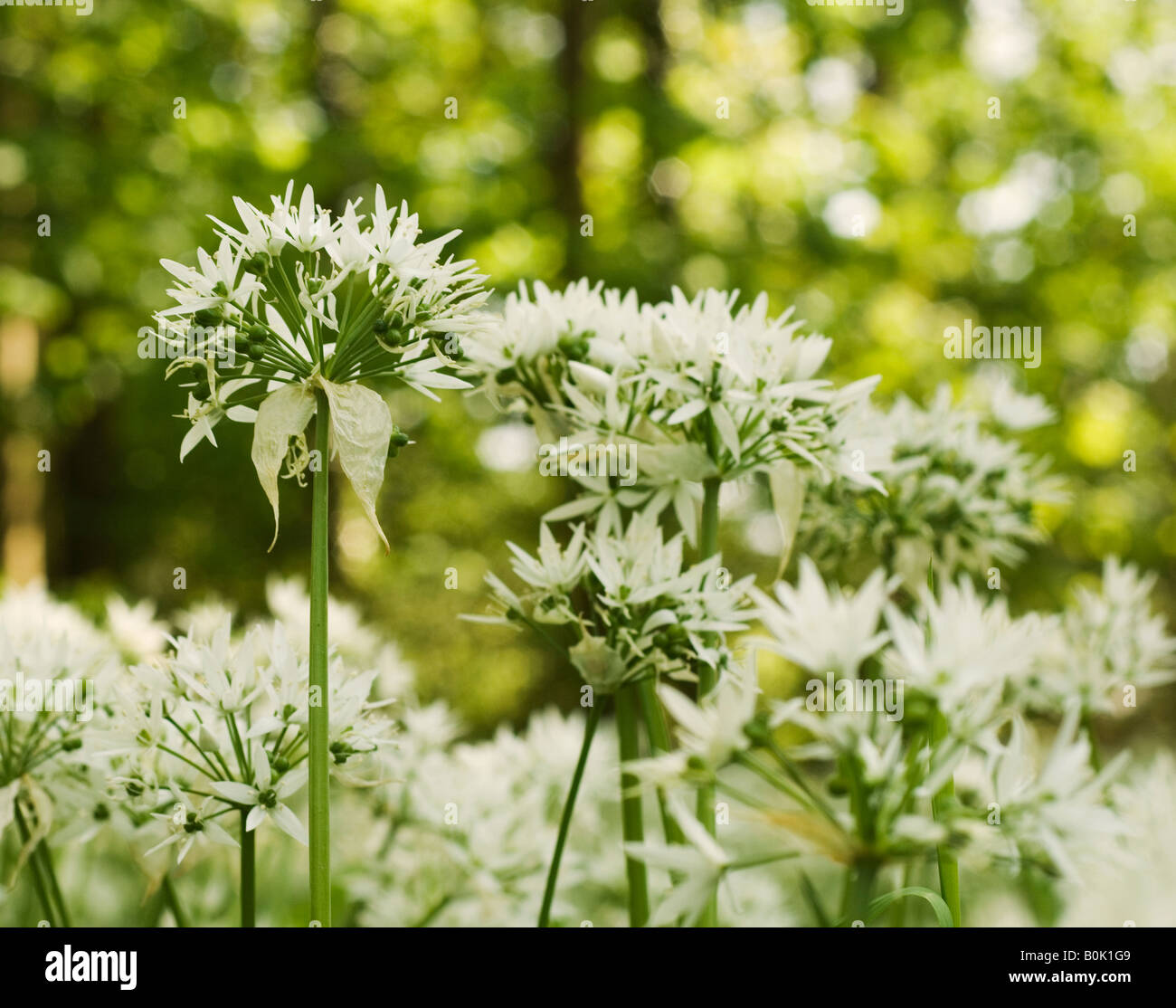Wild garlic flowers in full blossom. Isle of Cumbrae, Scotland, Great ...