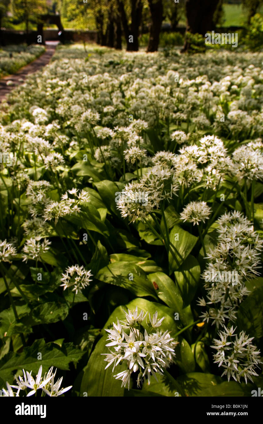 The path that divides the wild garlic blossoms leads to the Cathedral ...