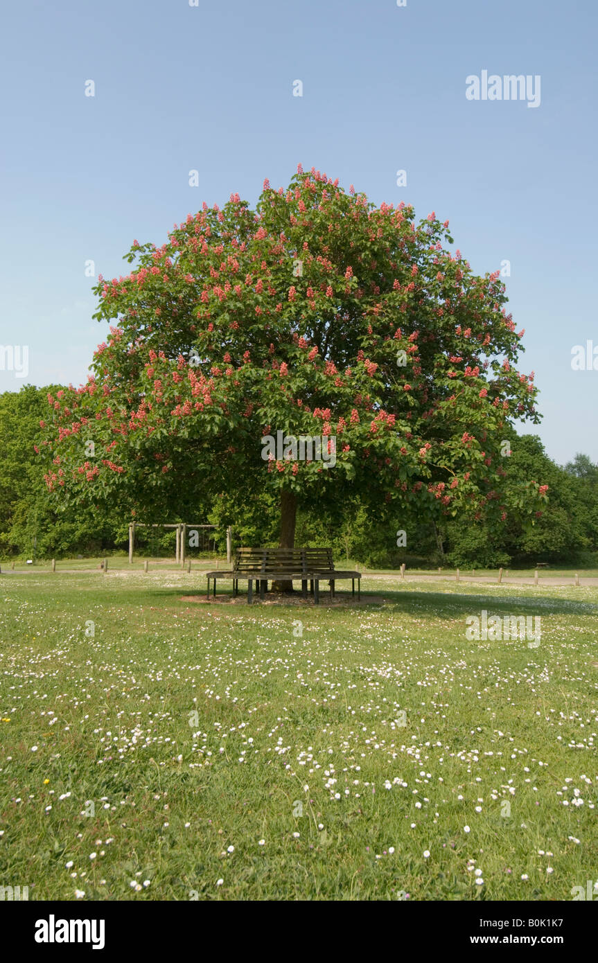 Chesnut Tree in Bloom Oakhanger Hampshire UK Stock Photo - Alamy