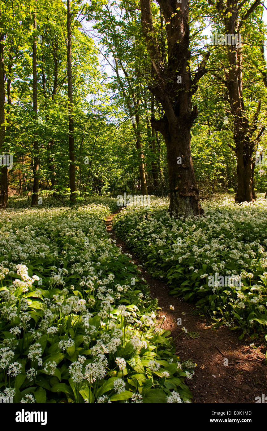 The path that divides the wild garlic blossoms leads to the Cathedral ...