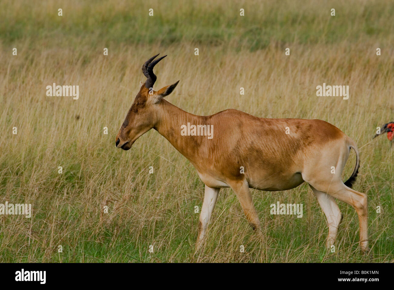 Tsessebe hi-res stock photography and images - Alamy