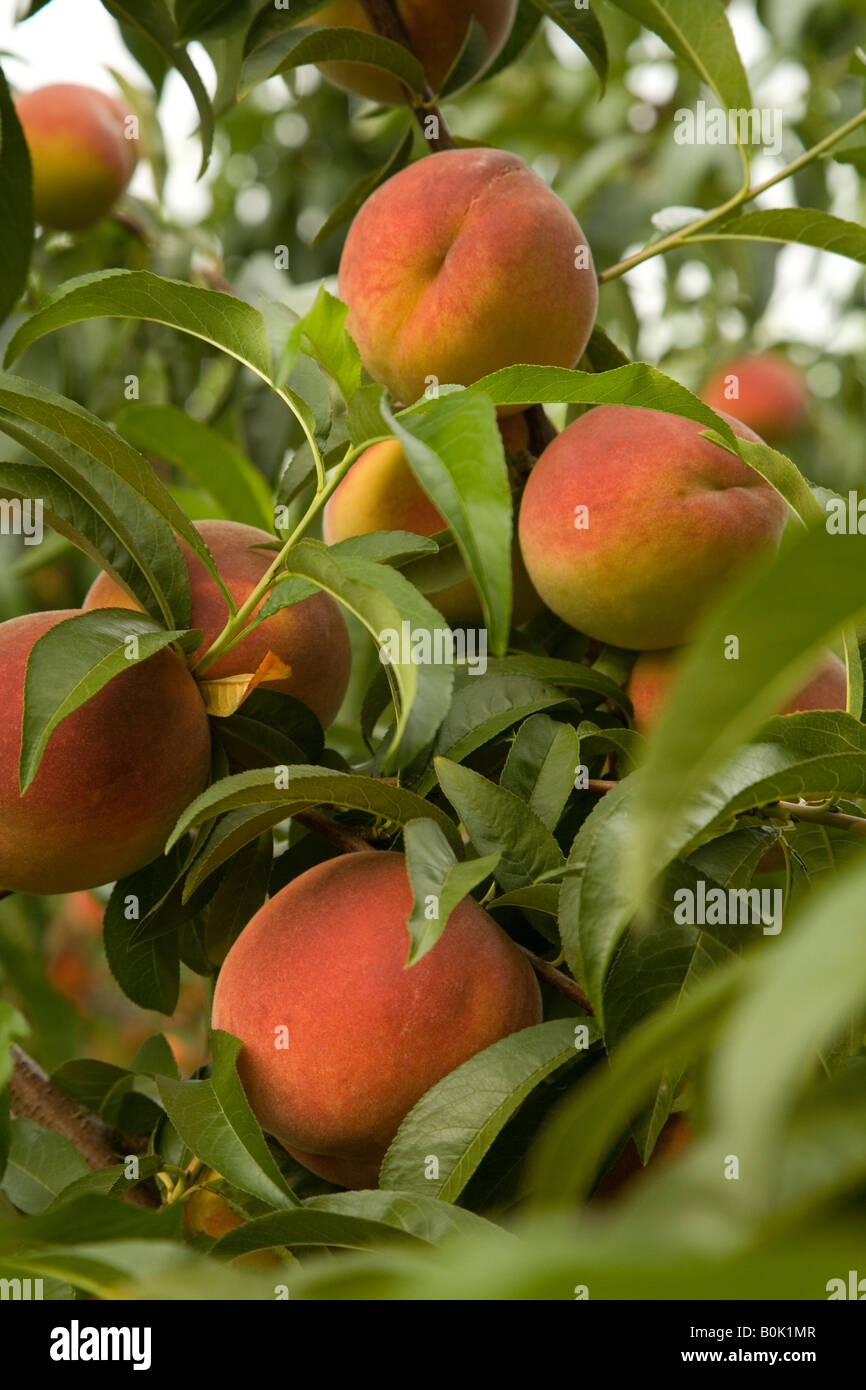Close up photo of peaches growing on a tree Stock Photo - Alamy
