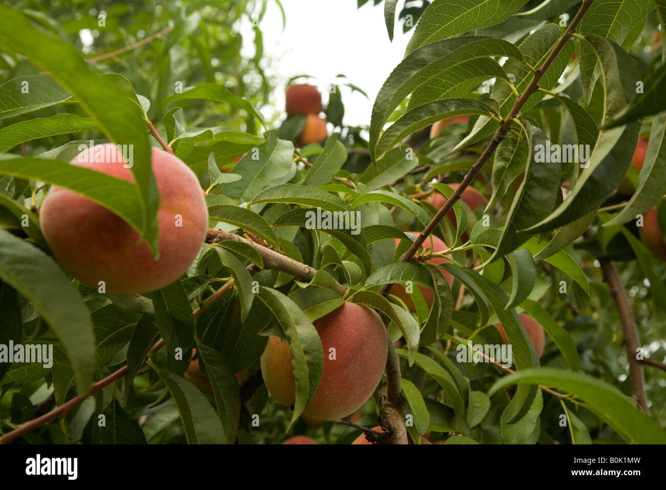 Close up photo of peaches growing on a tree Stock Photo - Alamy