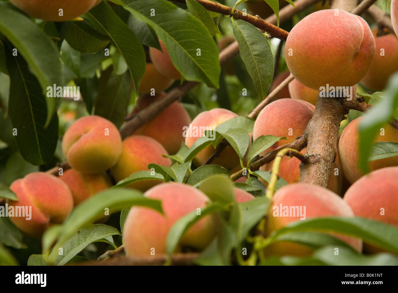 Close up photo of peaches growing on a tree Stock Photo - Alamy