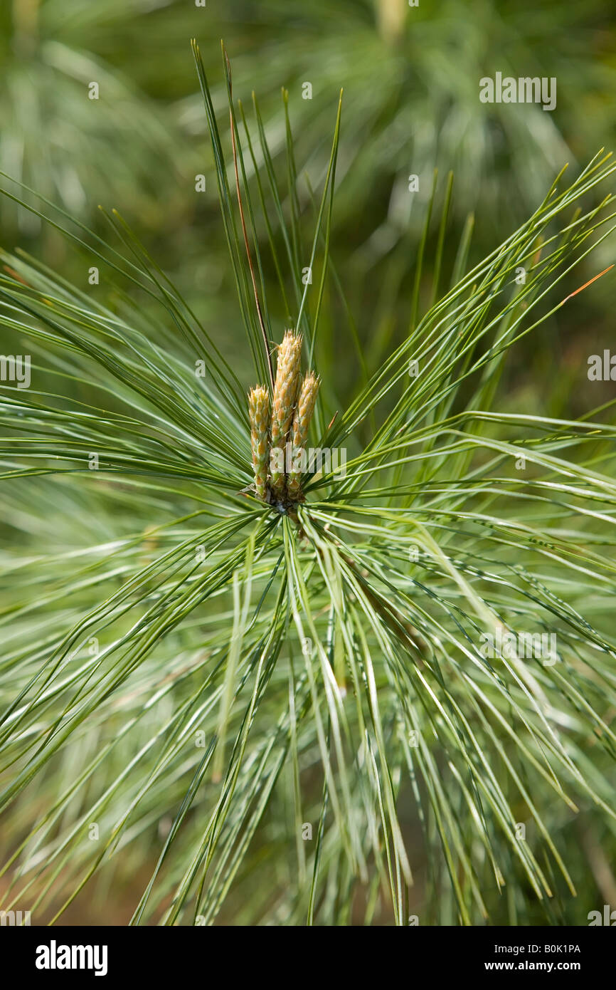 White pine tree hi-res stock photography and images - Alamy