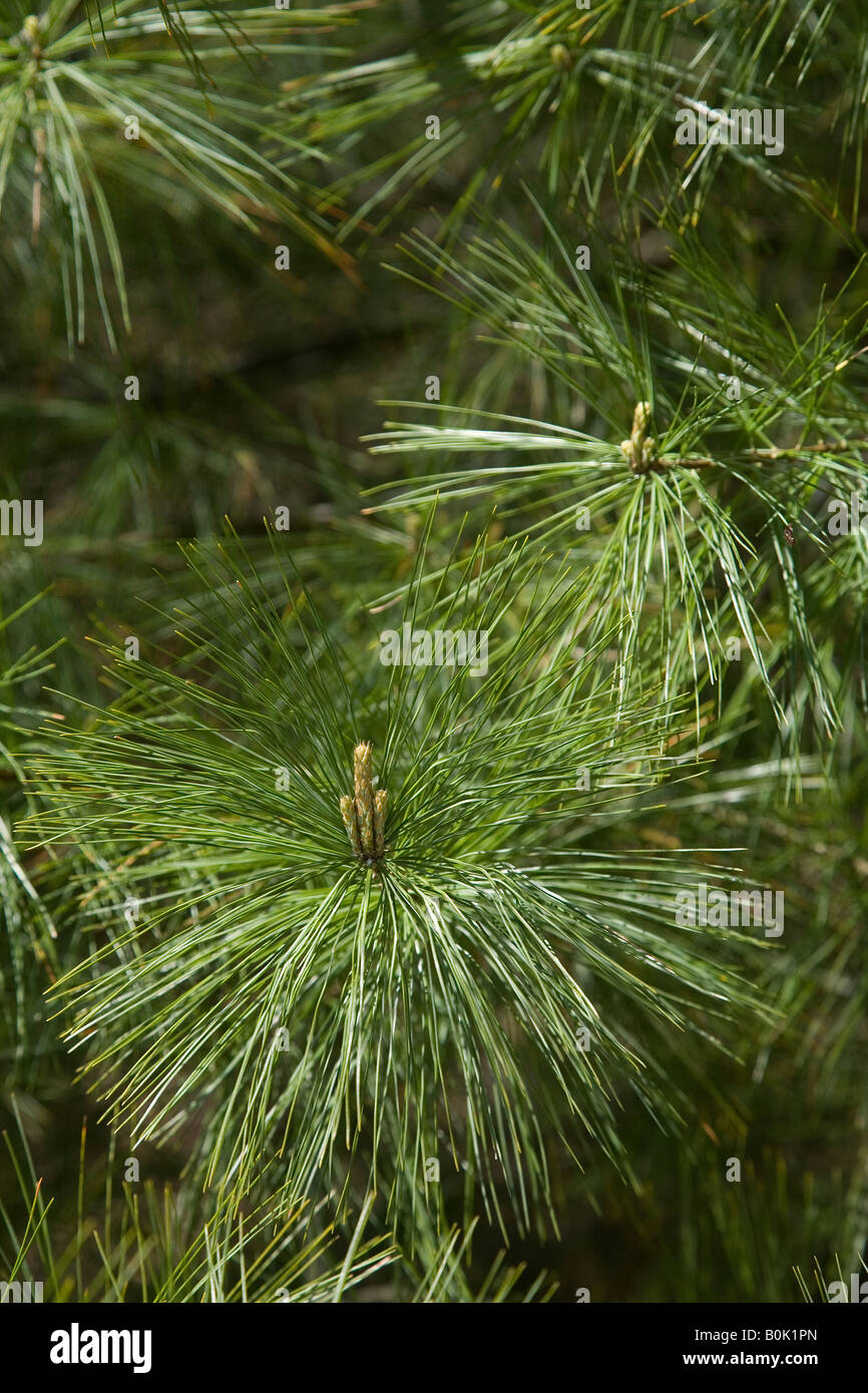 White pine tree hi-res stock photography and images - Alamy