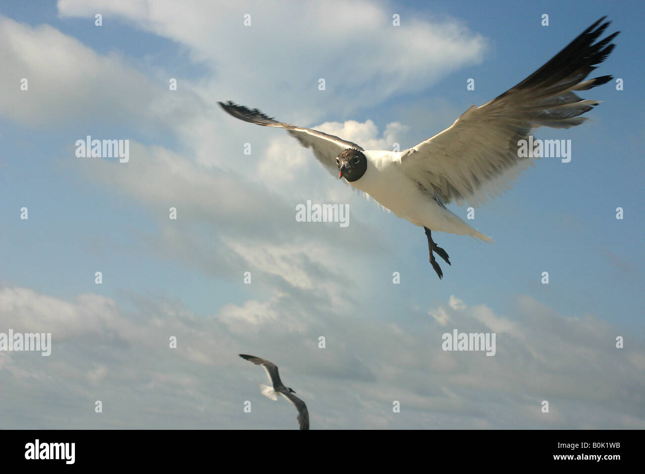 Birds flying in and out Florida Gulf Coast Stock Photo - Alamy