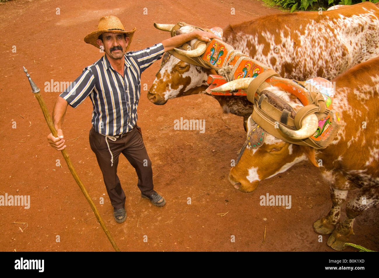 COSTA RICA Boyero Cowboy with Oxen Bulls pulling a colorful hand ...