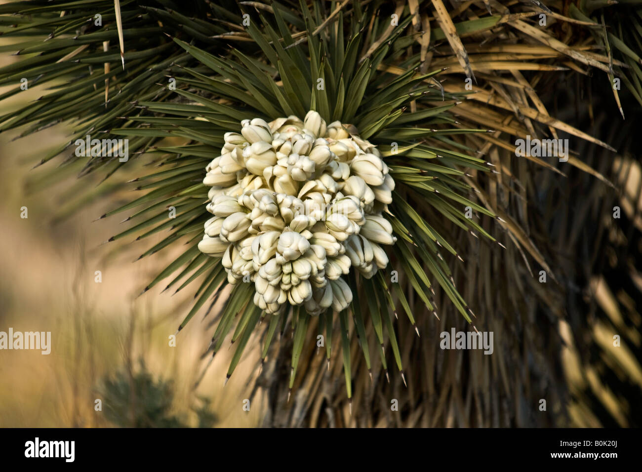 Yucca moth yucca flower hi-res stock photography and images - Alamy