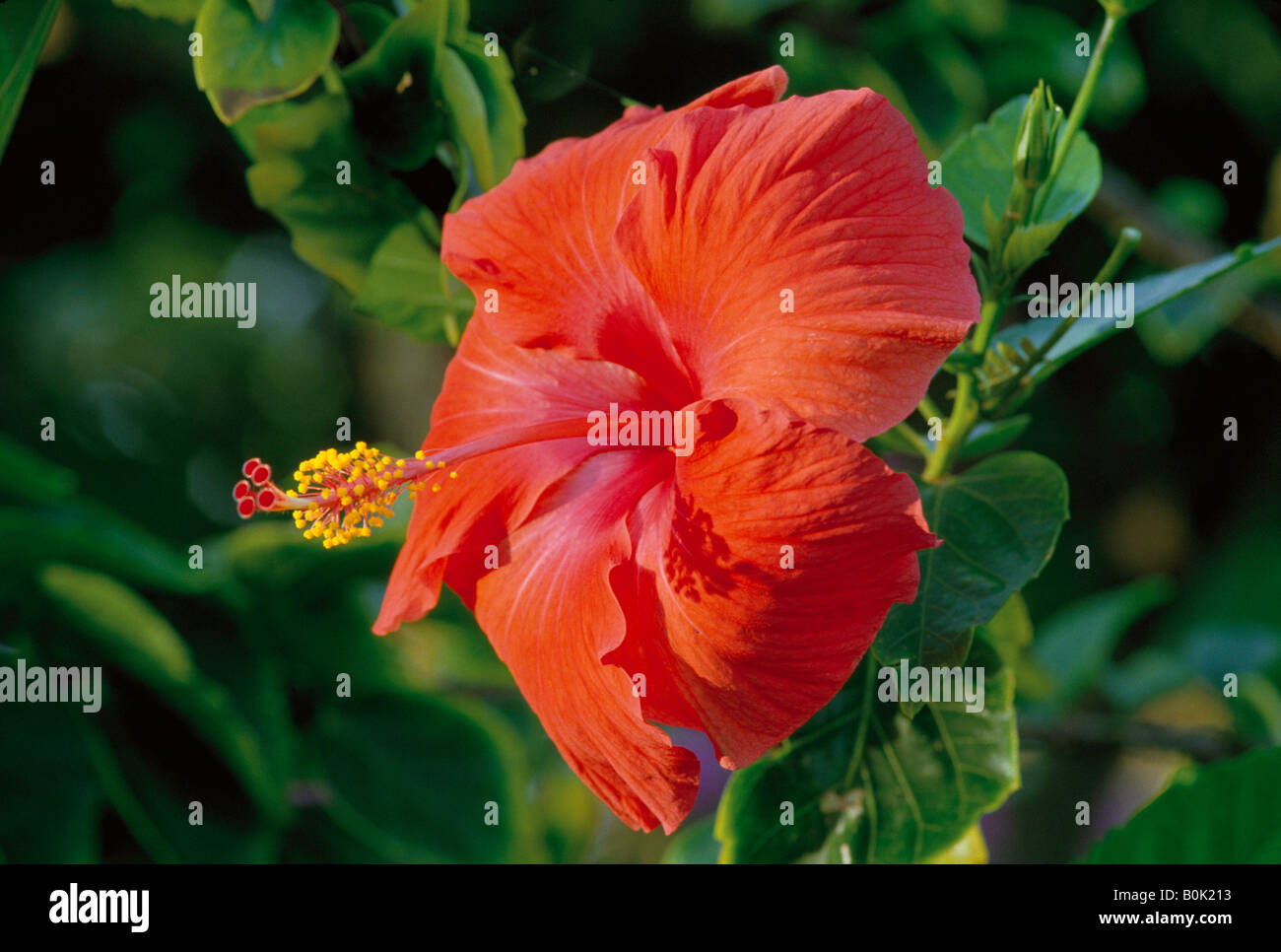 Red hibicus flower hi-res stock photography and images - Alamy