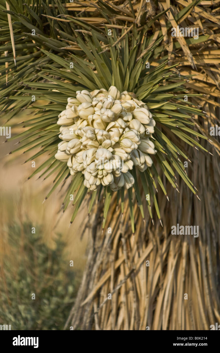 Yucca moth yucca flower hi-res stock photography and images - Alamy
