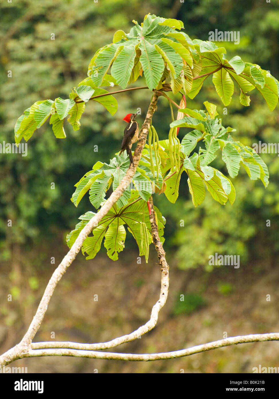 COSTA RICA Lineated Woodpecker bird pecking on tree branch Lower ...