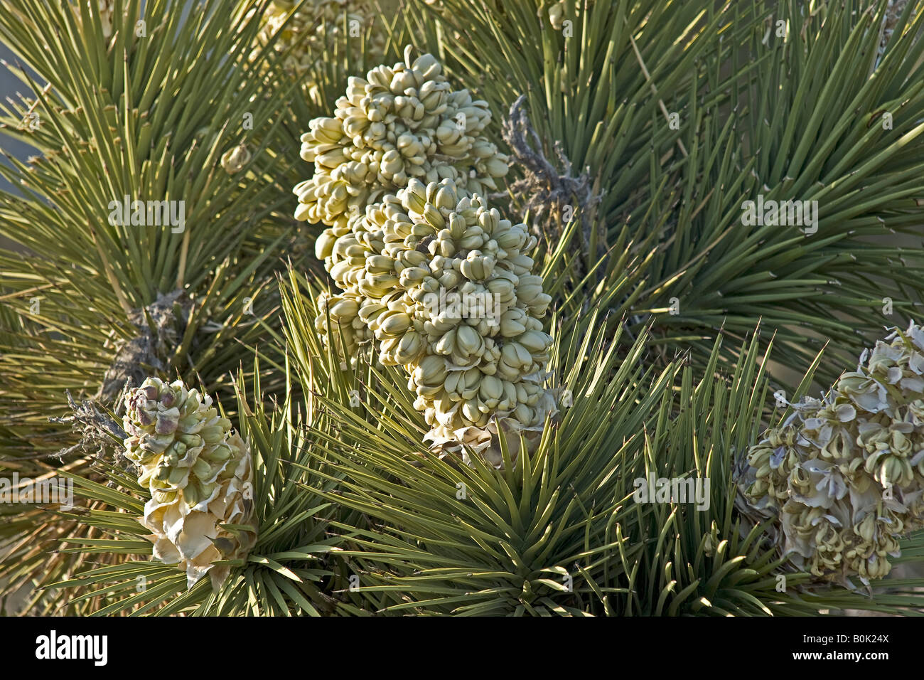 Yucca moth yucca flower hi-res stock photography and images - Alamy